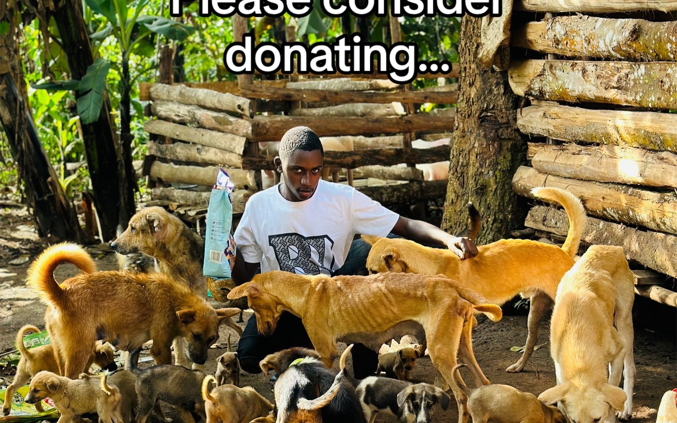 Raising funds for homeless stray desperate animals in Uganda on Social.fund